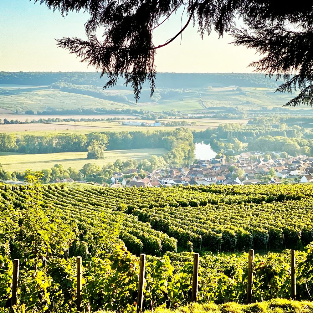 Champagne tour from Reims - WINE TOURS PARIS