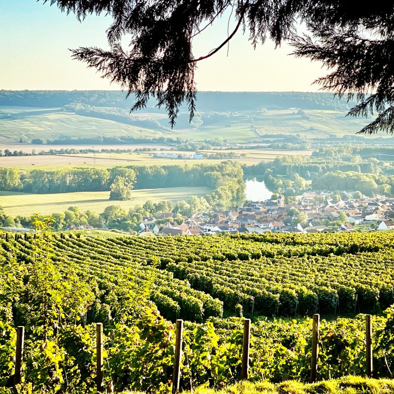 Champagne tour from Reims - WINE TOURS PARIS